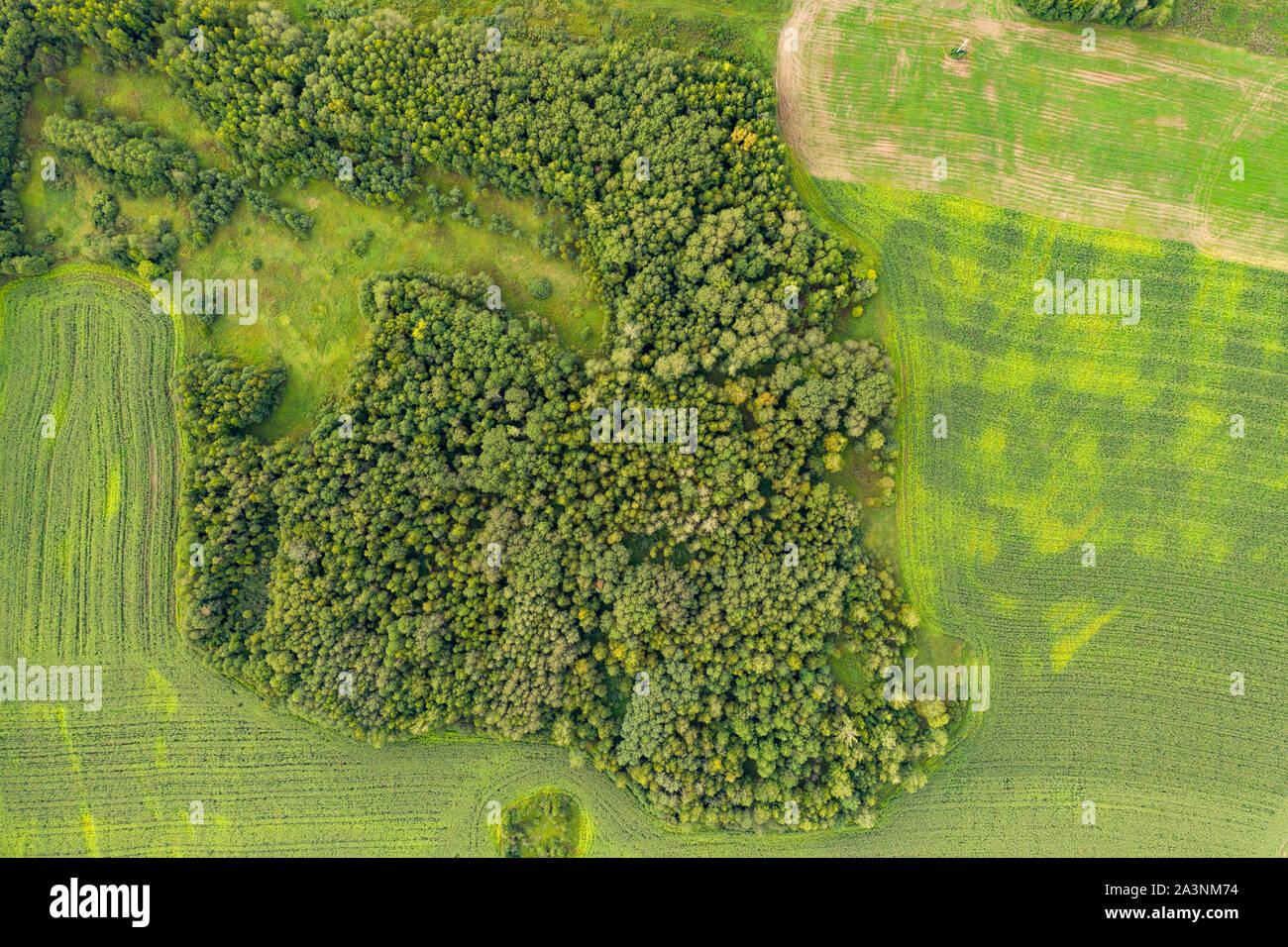 Aerial top view drone photography of a land with sown green fields in ...
