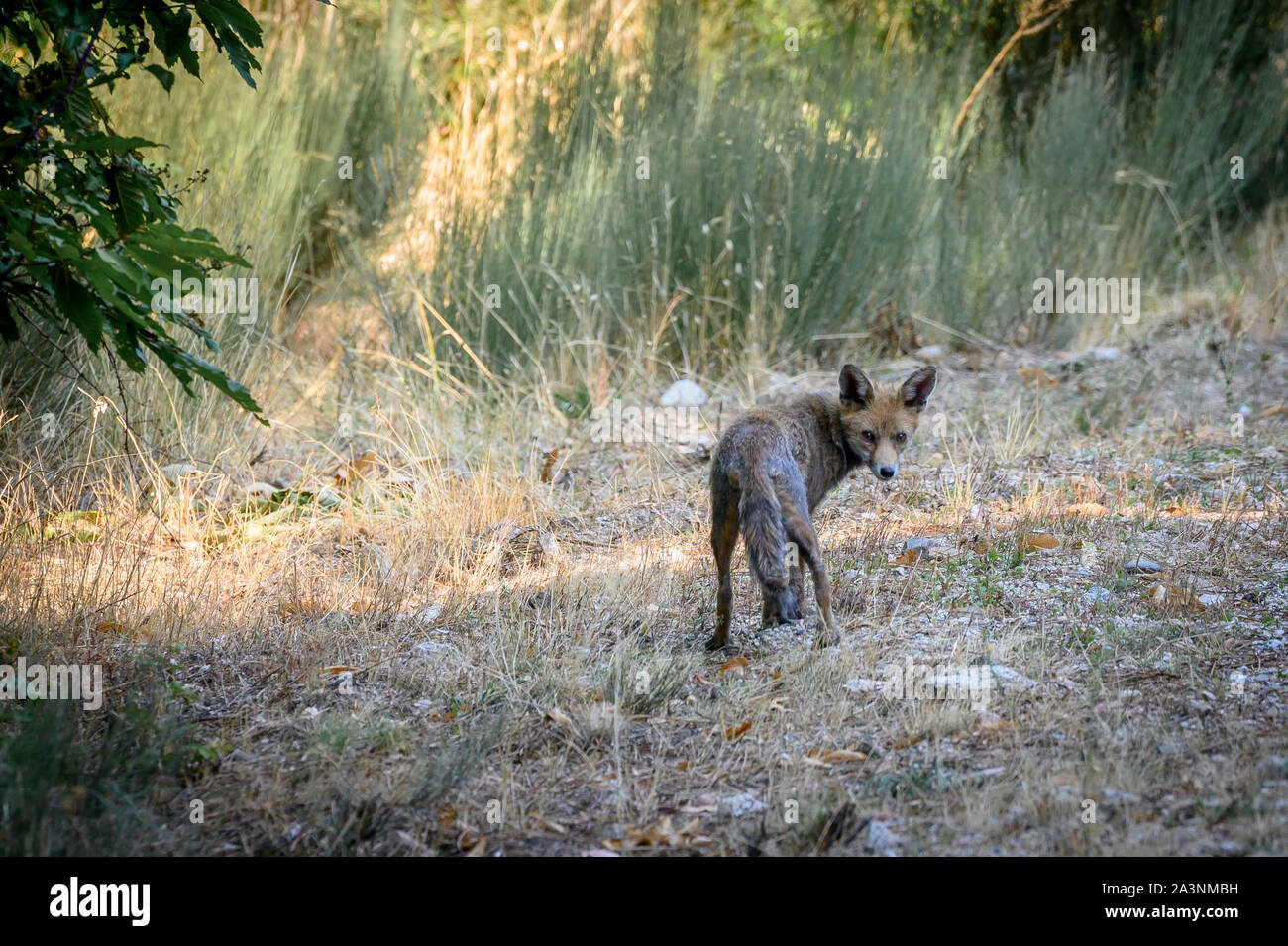 The common fox or red fox (Vulpes vulpes) is a well-known mammal ...