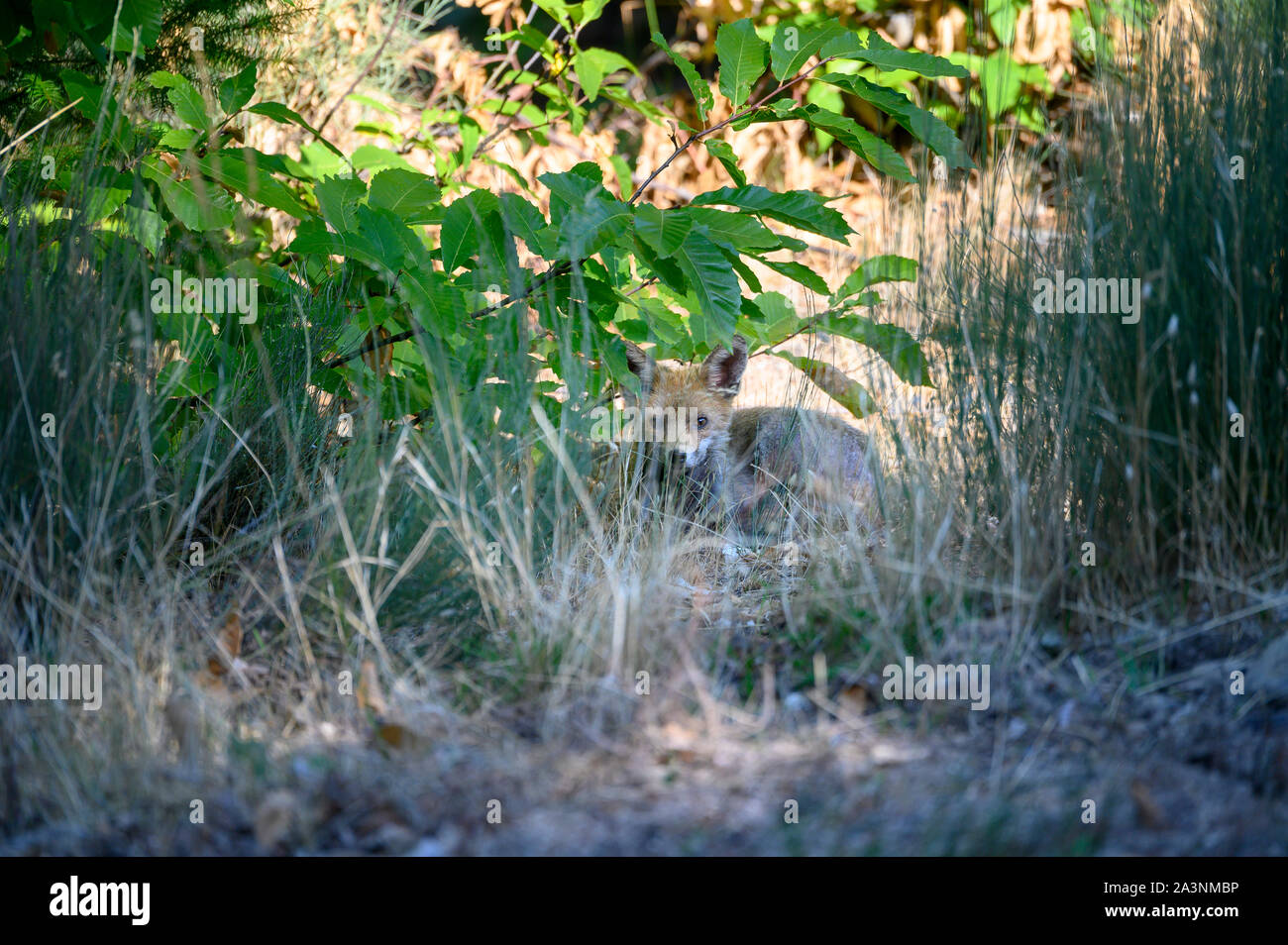 The common fox or red fox (Vulpes vulpes) is a well-known mammal ...