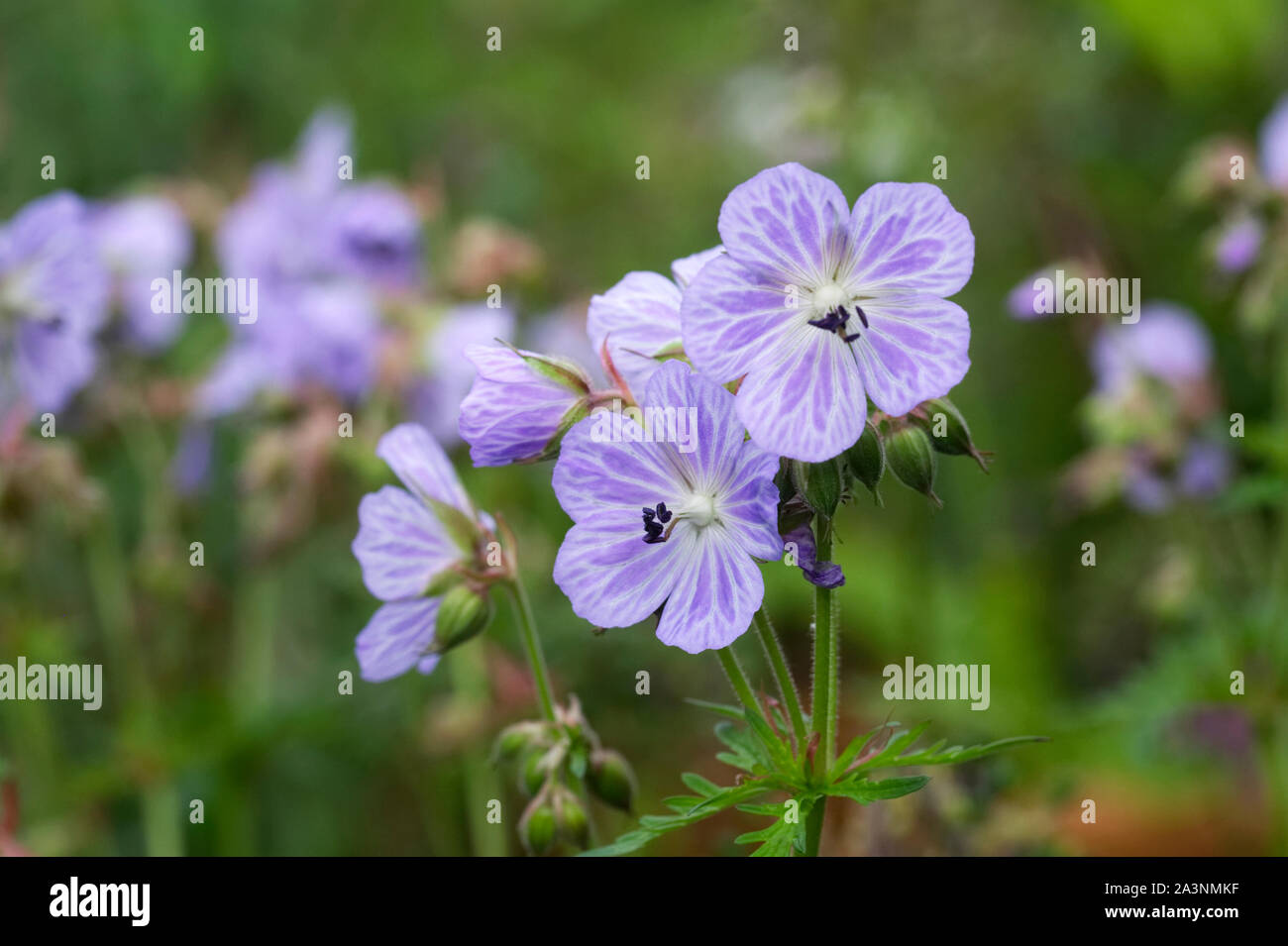 Geranium pratense 'Mrs Kendall Clark' flowers Stock Photo - Alamy