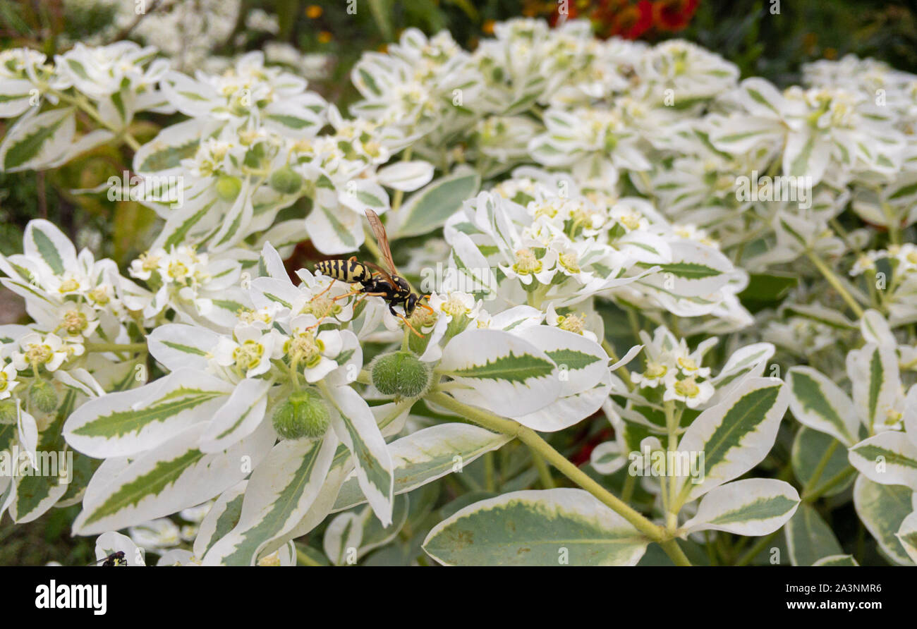 pollination process of a bee on a white flower Stock Photo - Alamy