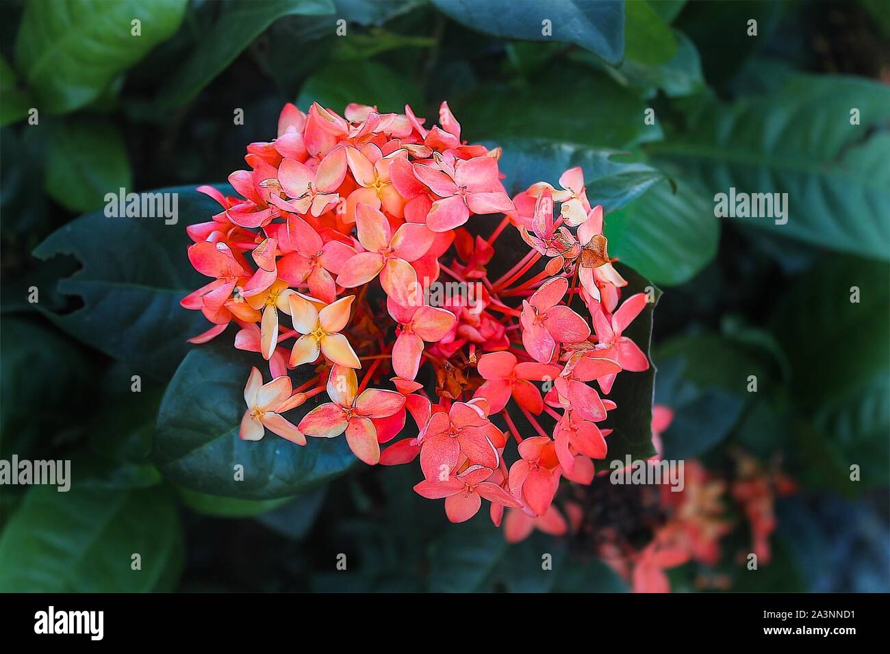 King ixora hi-res stock photography and images - Alamy
