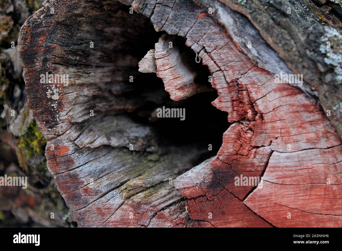 Saturated wood hi-res stock photography and images - Alamy