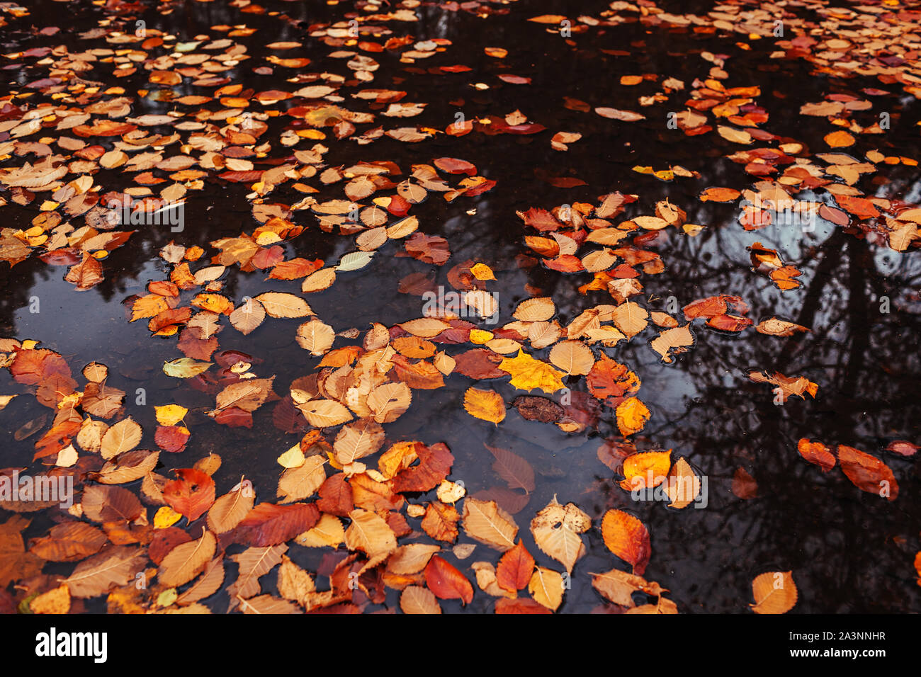 Autumn leaves in puddle. Orange and yellow leaves fell in water Stock Photo - Alamy