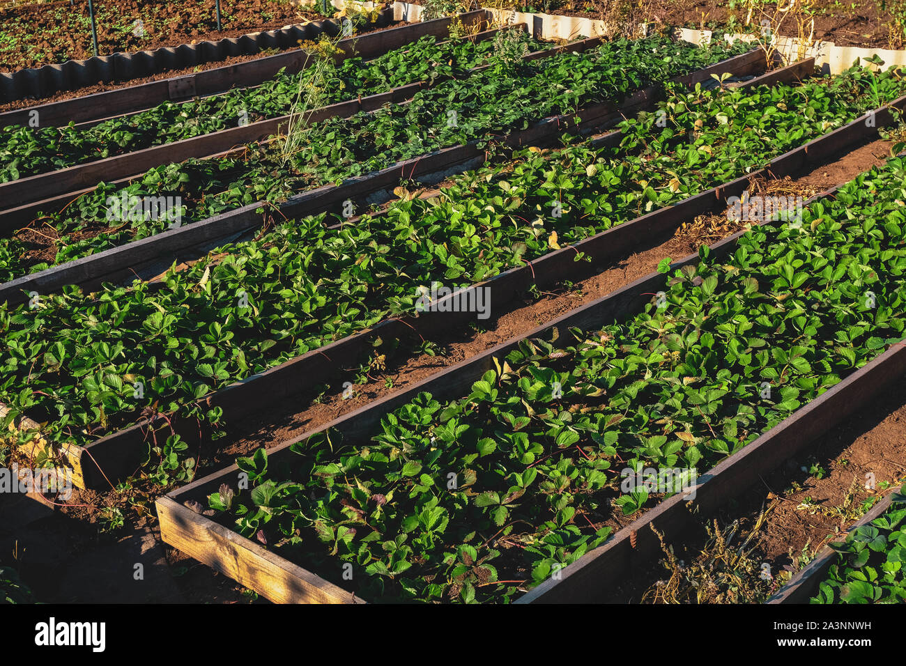 Beds with strawberry seedlings. Preparation for winter and care of ...