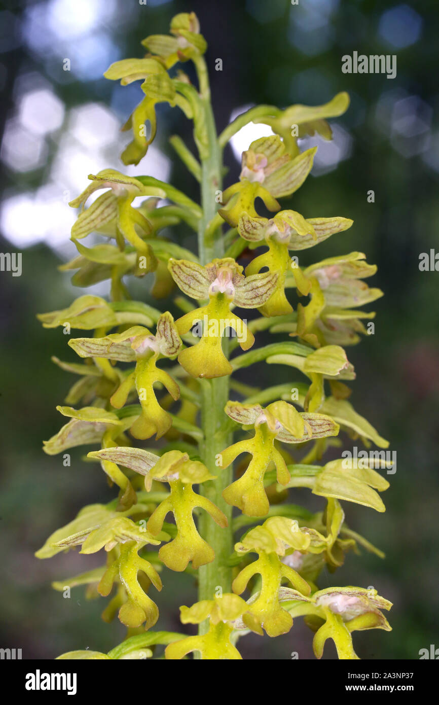 Orchis punctulata hi-res stock photography and images - Alamy