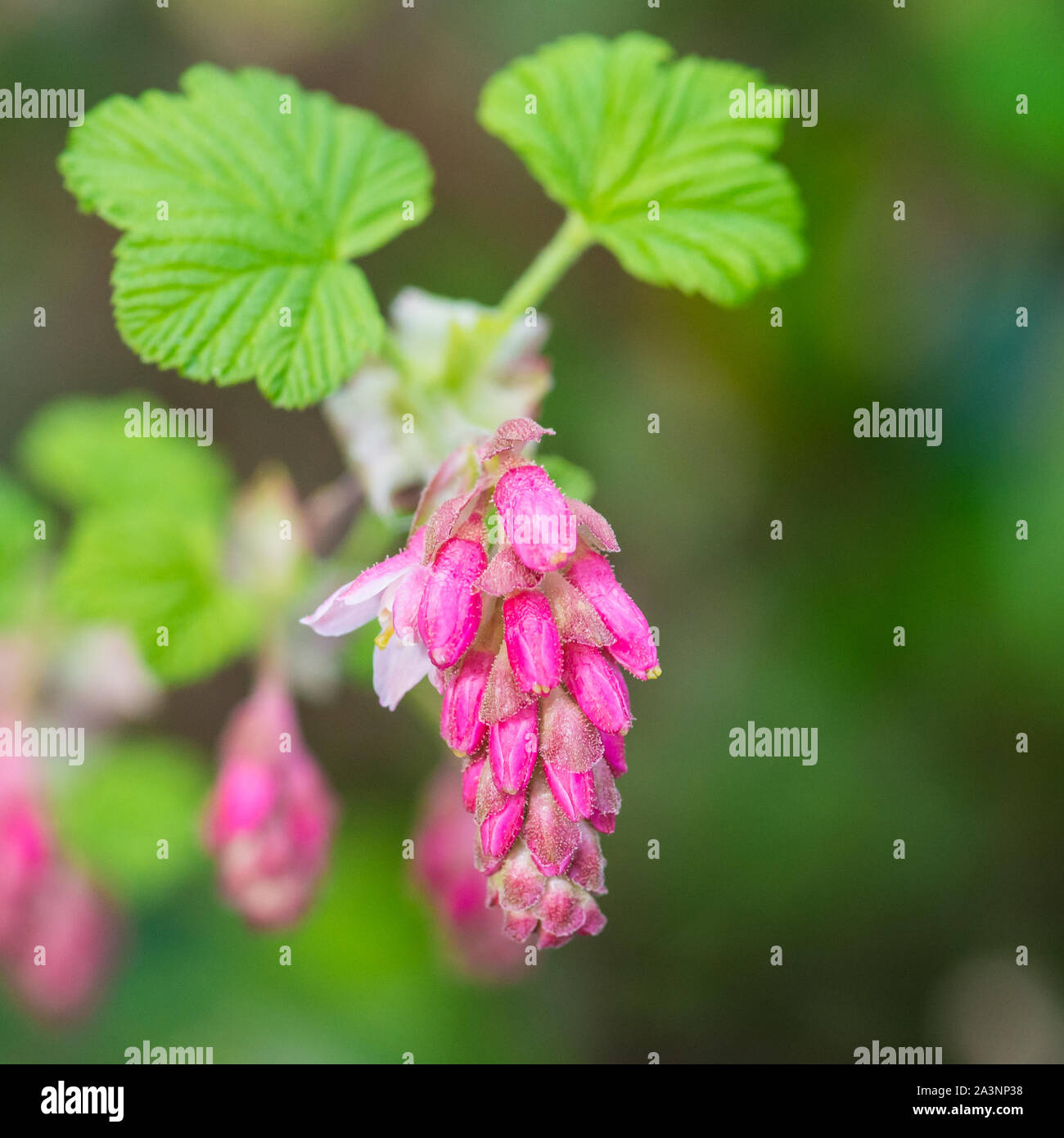 A macro shot of the buds and blooms of a flowering currant bush Stock ...