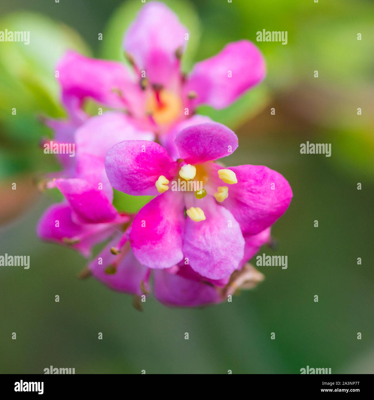 Pink escallonia hi-res stock photography and images - Alamy