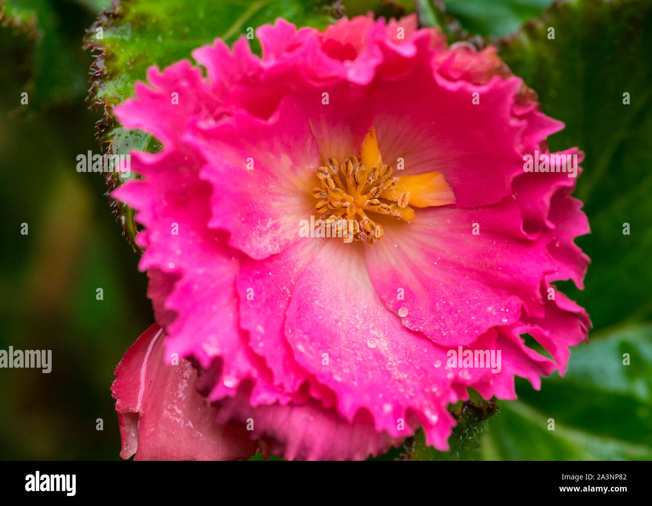 Trailing begonia hi-res stock photography and images - Alamy