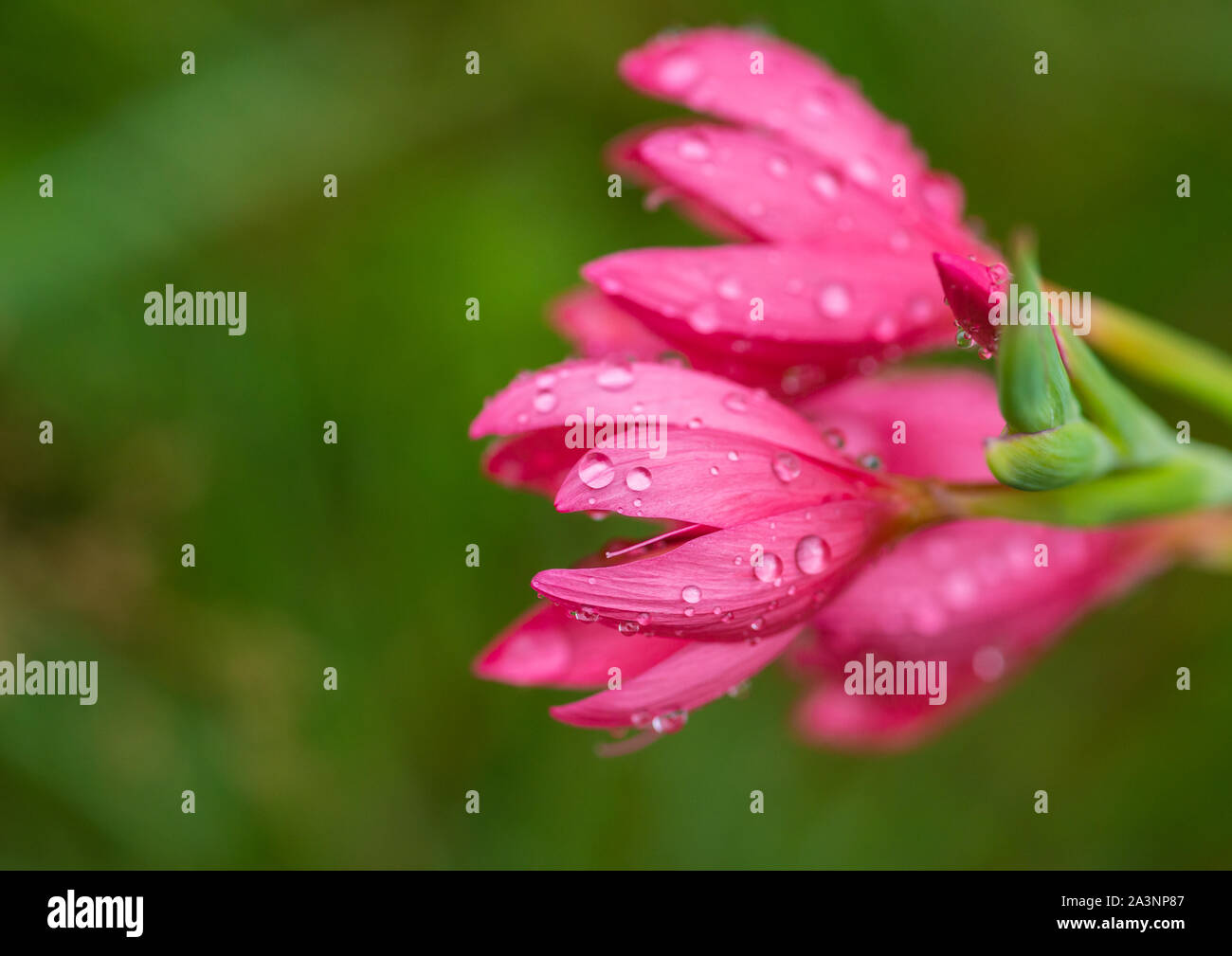 Hesperantha coccinea water hi-res stock photography and images - Alamy