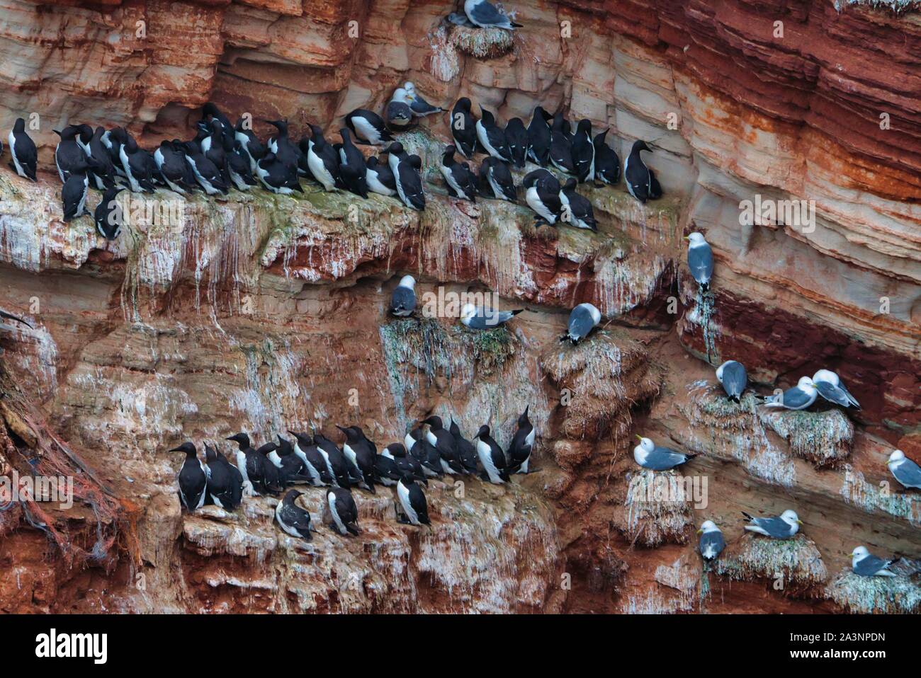 common murre colony - common guillemot on the red Rock in the northsea ...