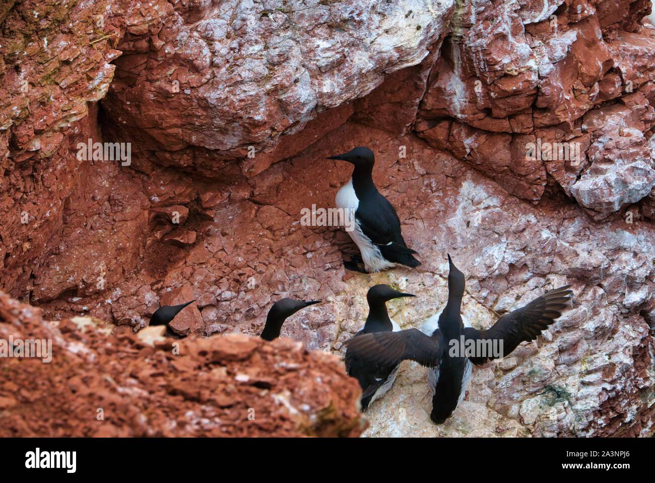 Black guillemot nest hi-res stock photography and images - Alamy