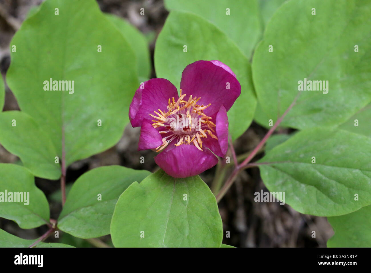 Paeonia botany hi-res stock photography and images - Alamy