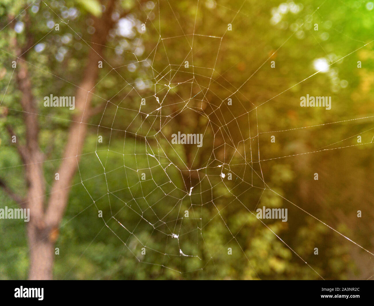 macro shot of a spider net in the forest, wildlife predator concepts ...