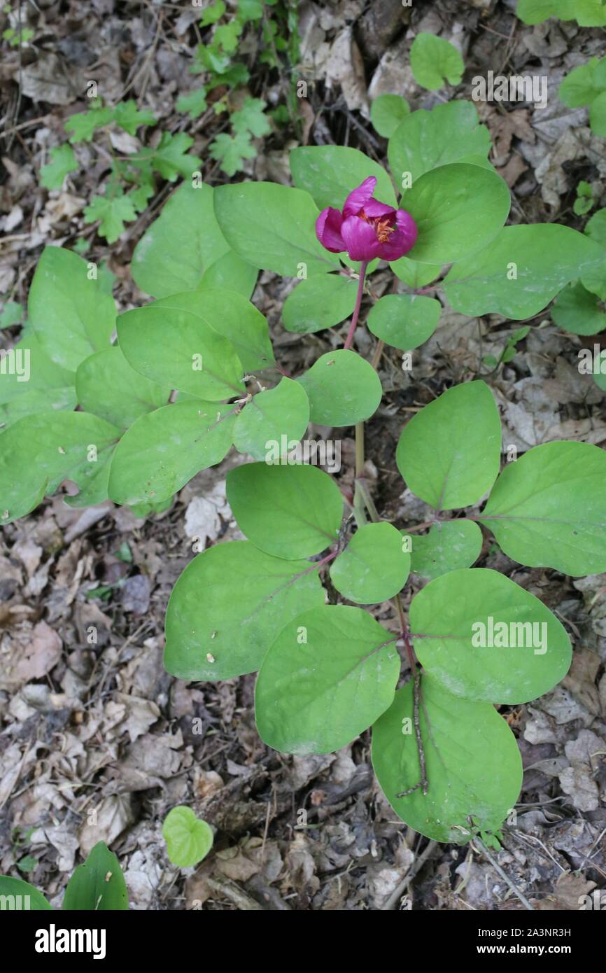 Paeonia botany hi-res stock photography and images - Alamy