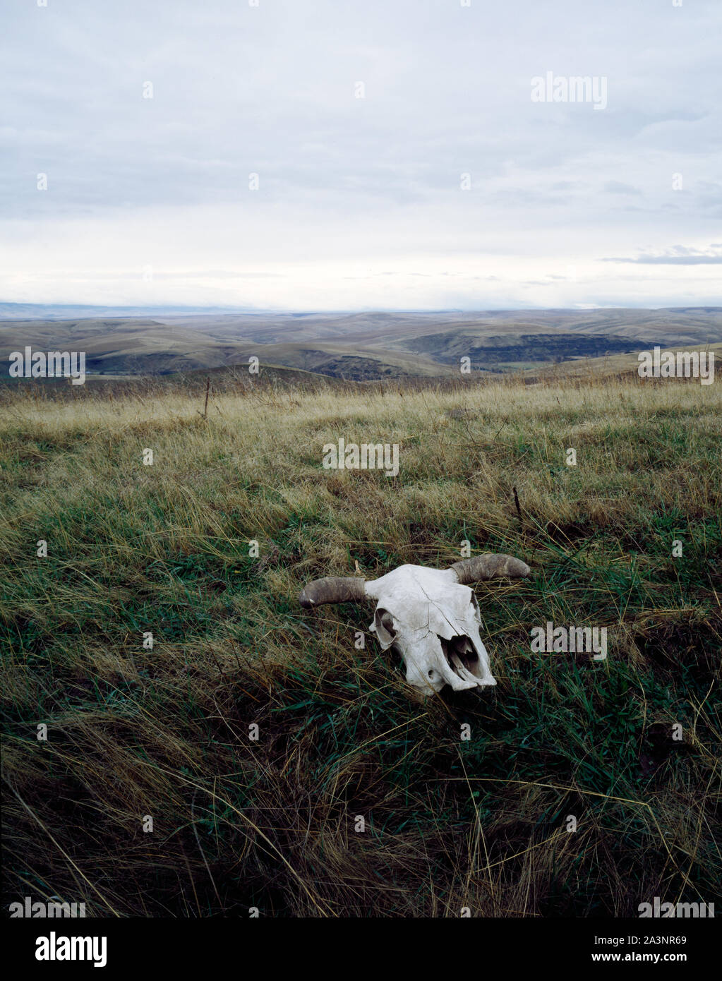 Animal decay hi-res stock photography and images - Alamy