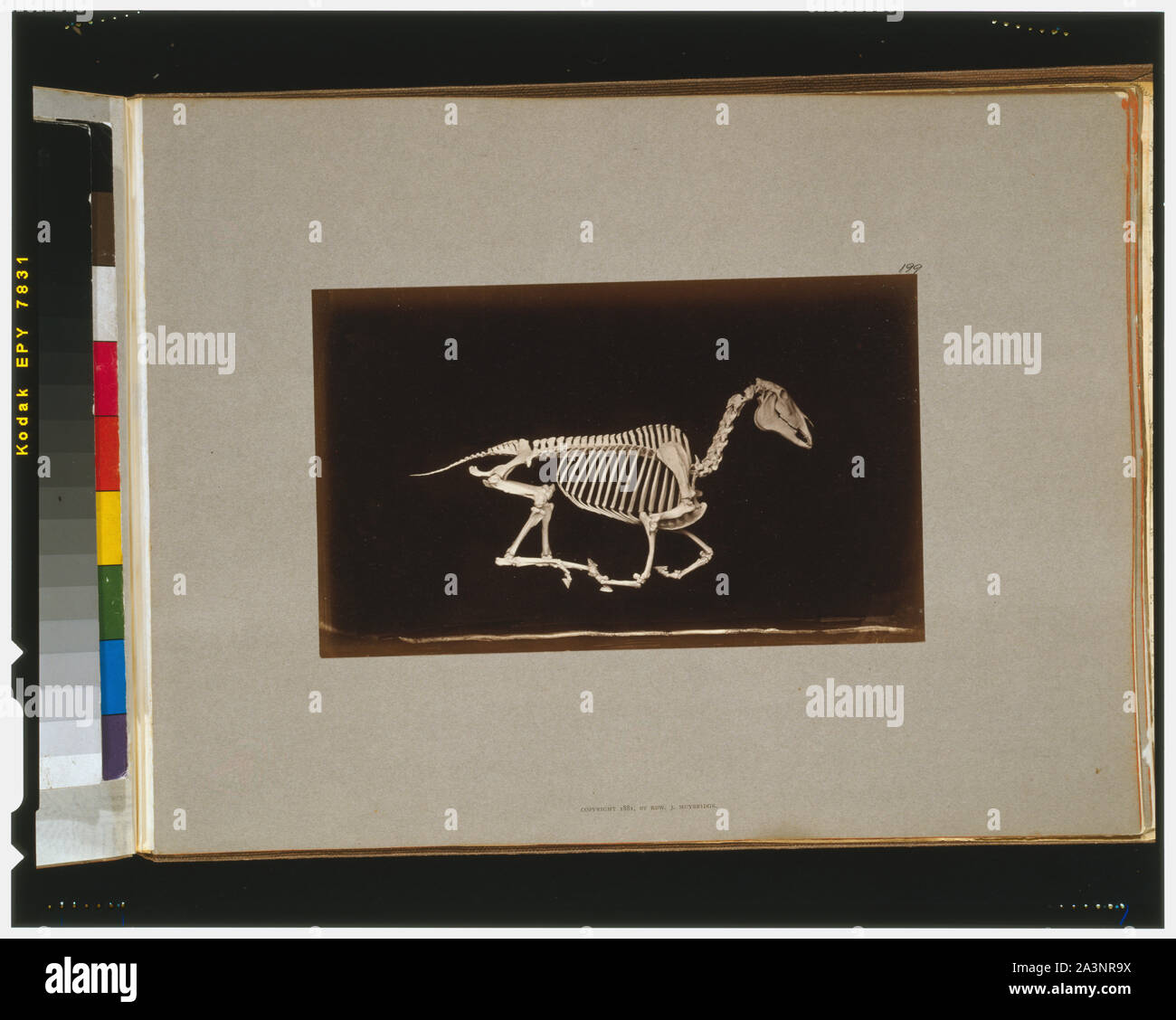 Skeleton of horse. Running. Off the ground Stock Photo - Alamy