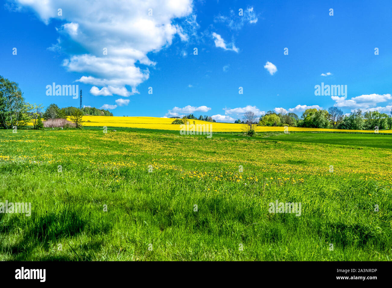 colorful green Spring meadow Stock Photo - Alamy
