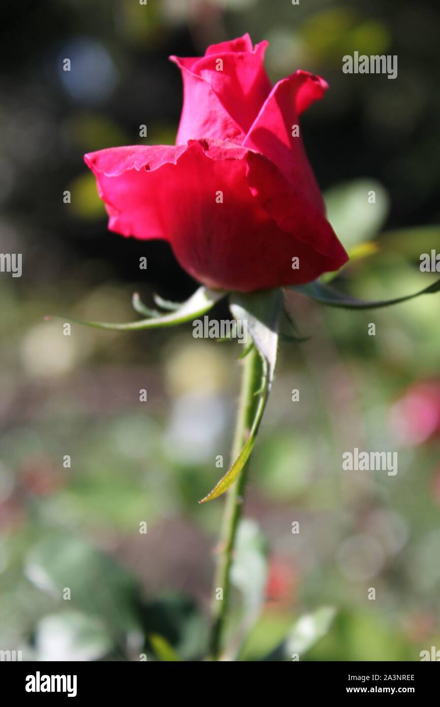 Perfect summer pink rose bud blossom Stock Photo - Alamy