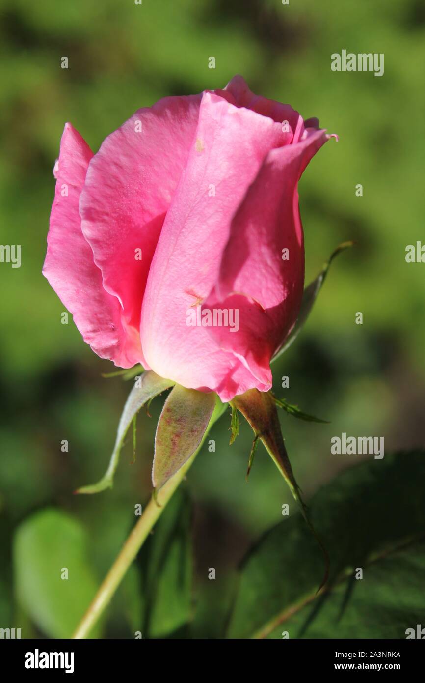 Perfect summer pink rose bud blossom Stock Photo - Alamy