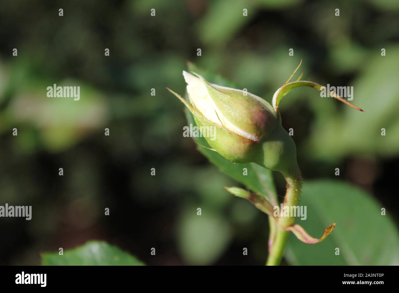 Perfect summer white rose bud blossom Stock Photo - Alamy