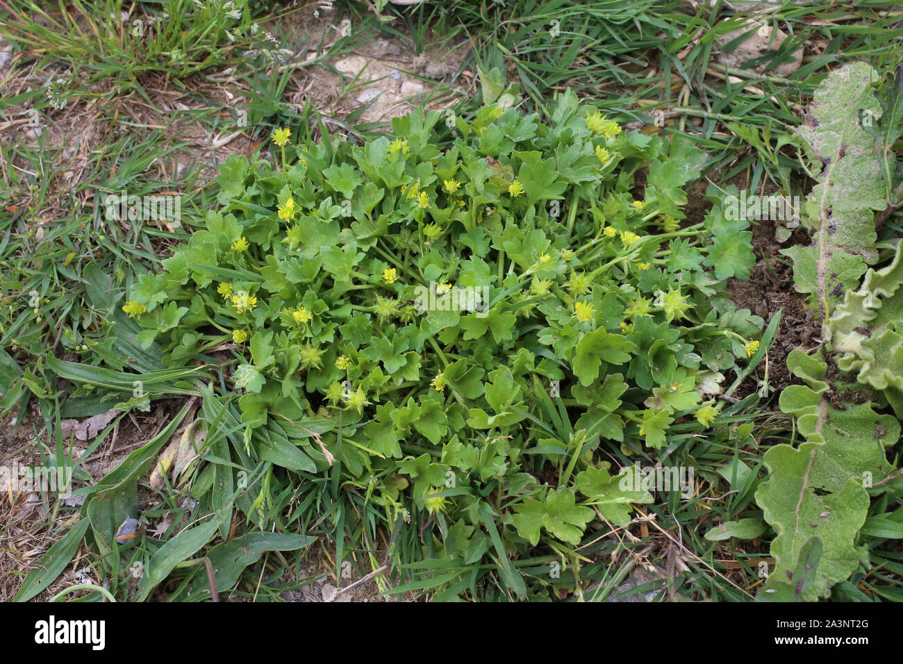 Ranunculus muricatus hi-res stock photography and images - Alamy