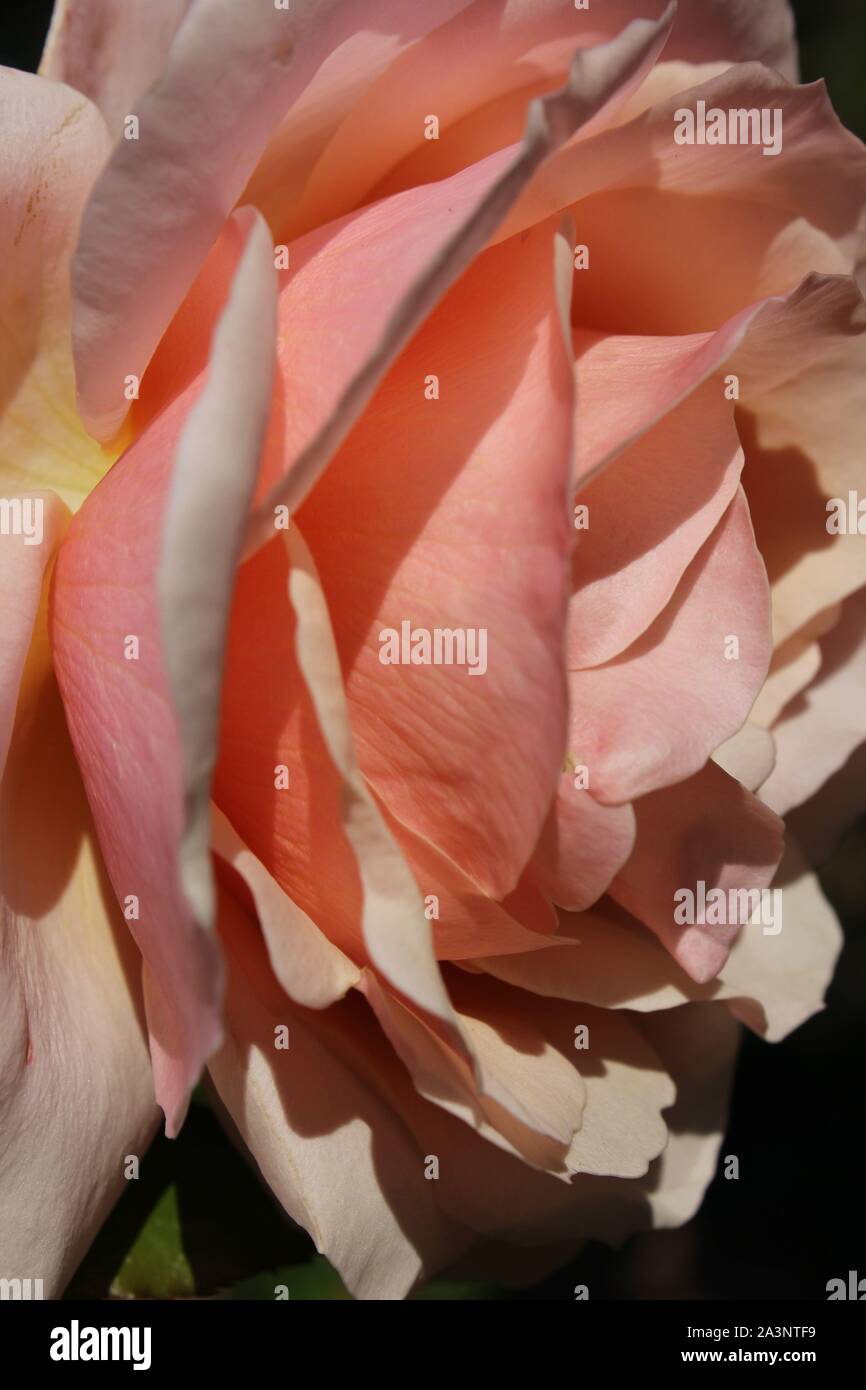 Palest pink hi-res stock photography and images - Alamy