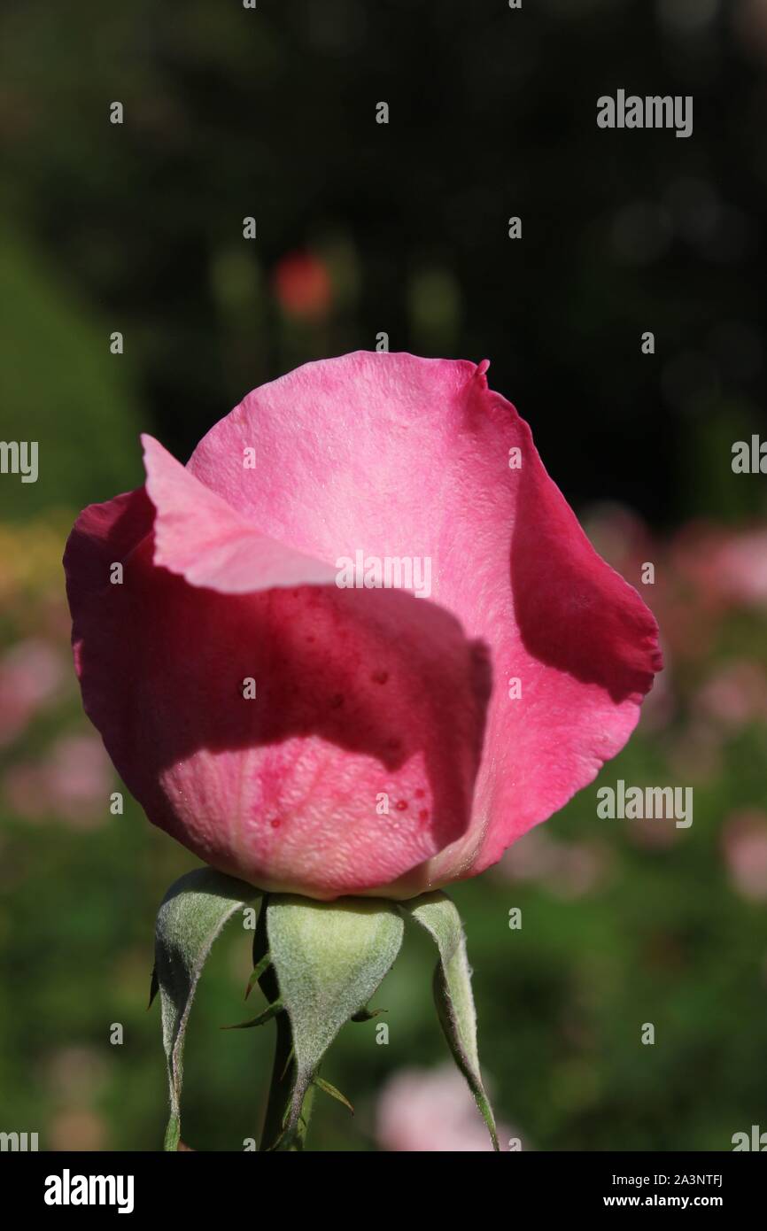 Perfect summer pink rose bud blossom Stock Photo - Alamy