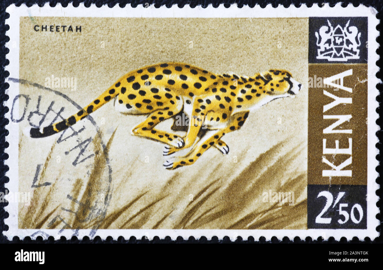 Running cheetah on kenyan postage stamp Stock Photo - Alamy