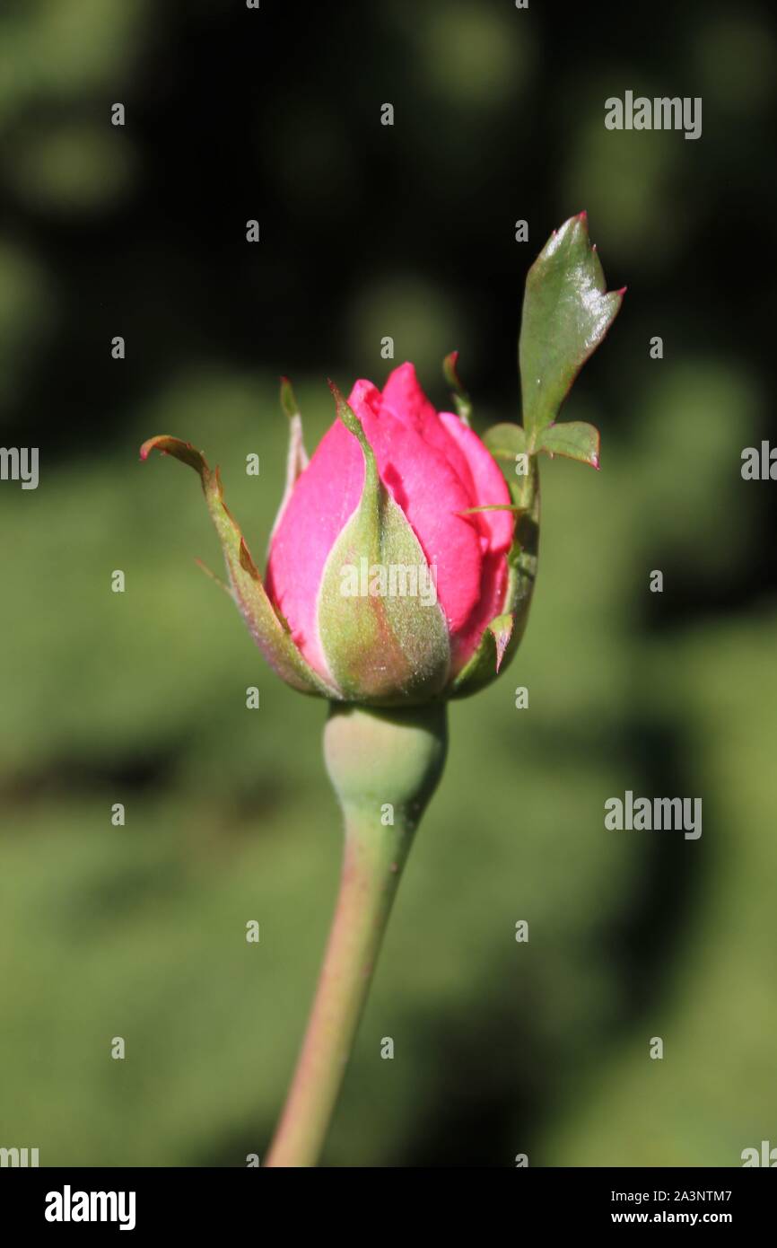 Perfect summer pink rose bud blossom Stock Photo - Alamy
