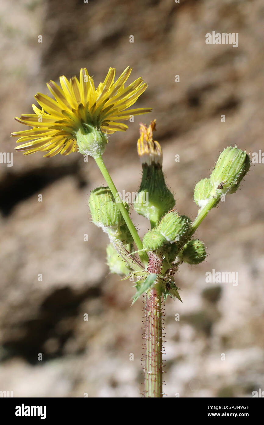 Sonchus plant hi-res stock photography and images - Alamy