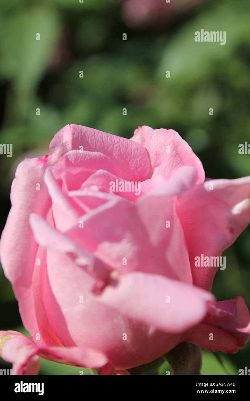 Perfect summer pink rose blossom in full bloom Stock Photo - Alamy