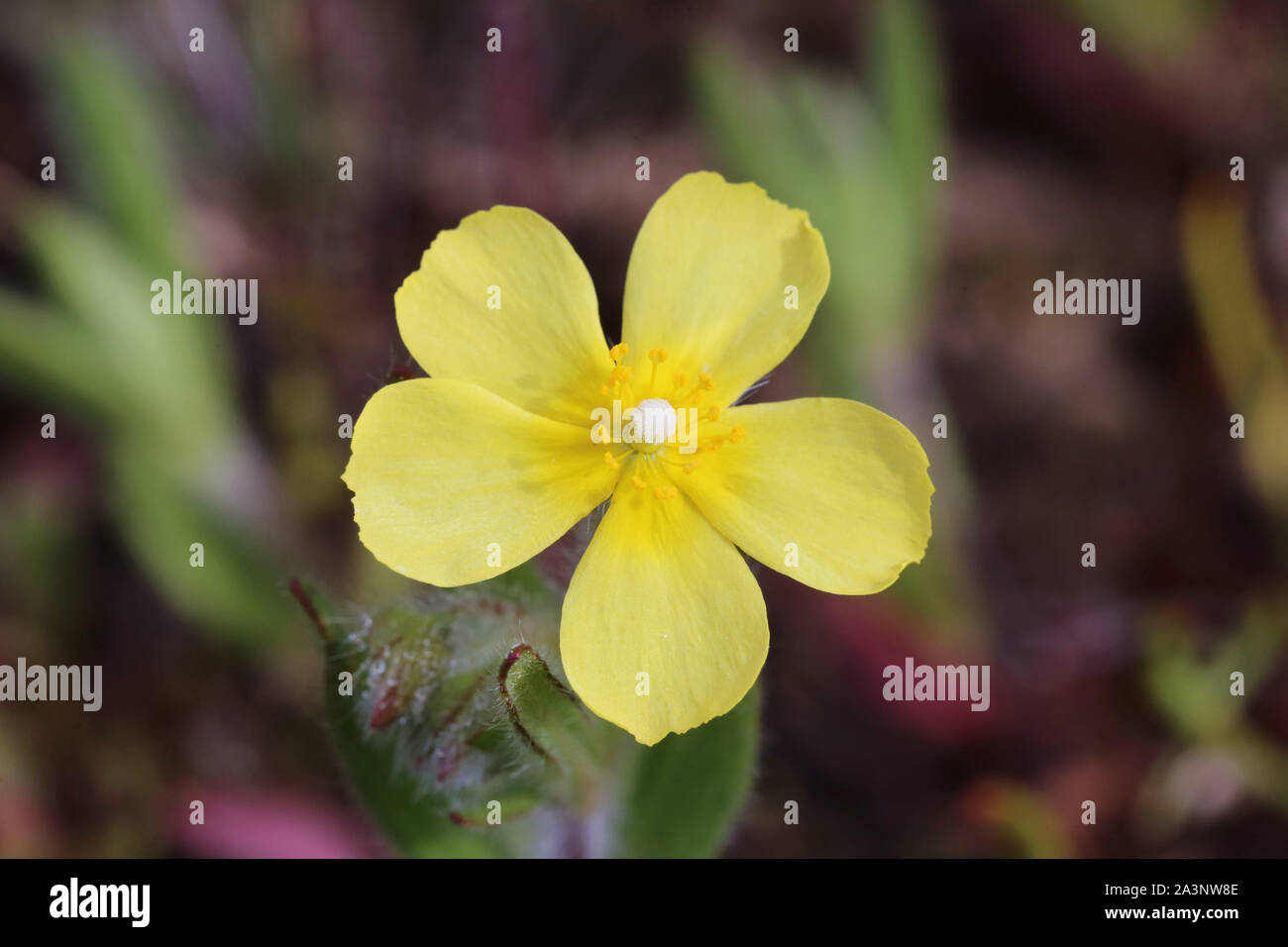 Tuberaria hi-res stock photography and images - Alamy