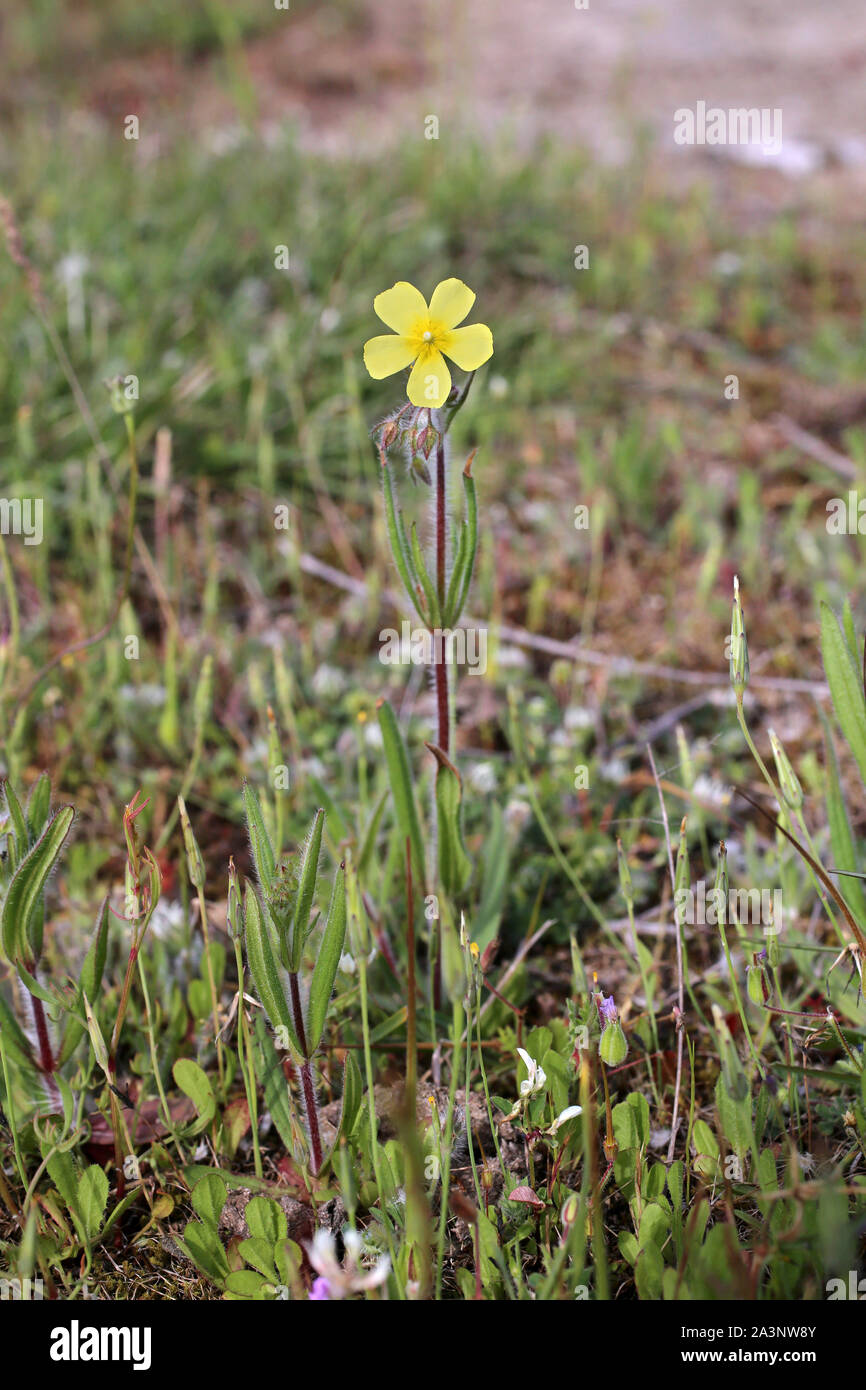 Tuberaria hi-res stock photography and images - Alamy