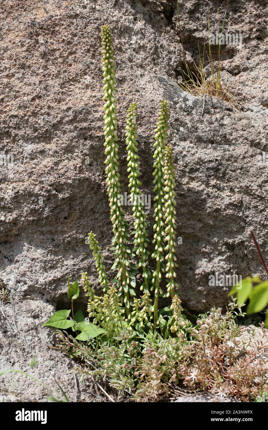 Umbilicus plant hi-res stock photography and images - Alamy