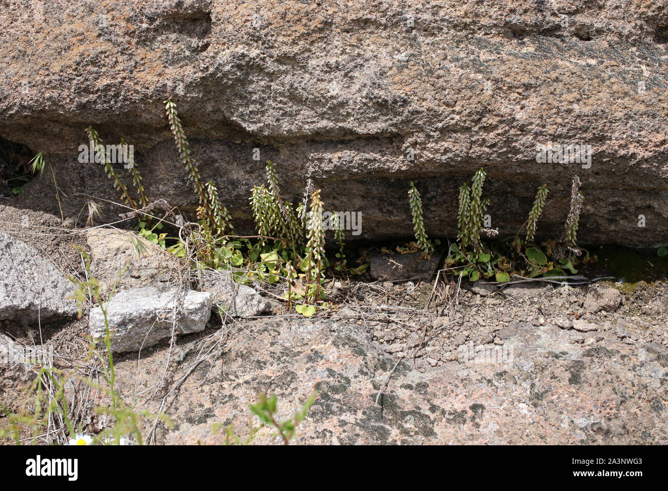 Umbilicus plant hi-res stock photography and images - Alamy
