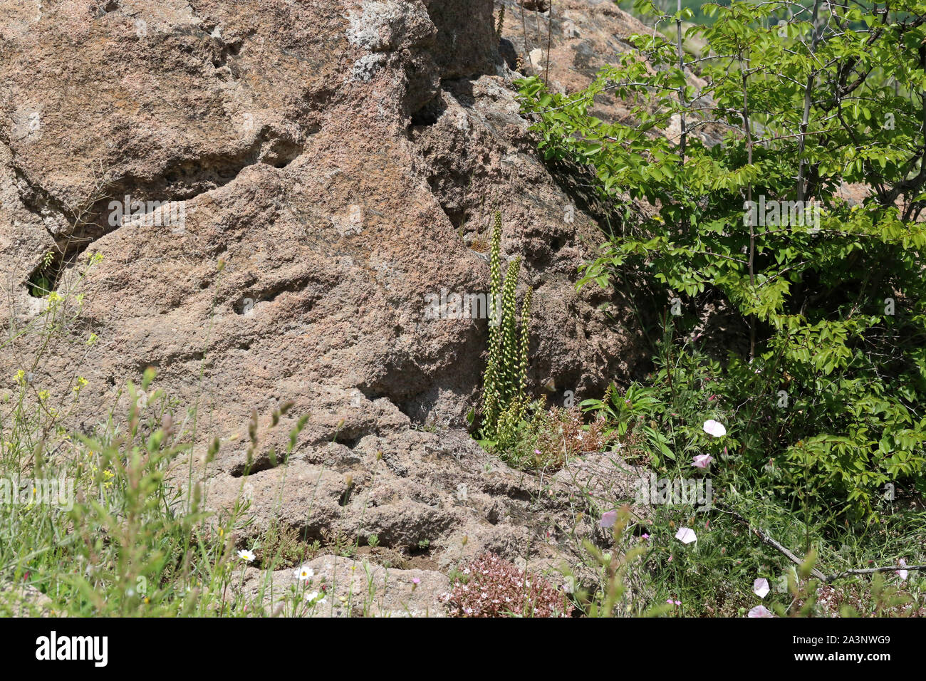 Umbilicus plant hi-res stock photography and images - Alamy