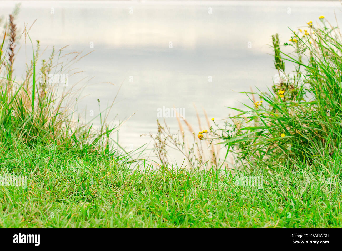 Green grass and bushes on the shore. View of the lake from the shore ...