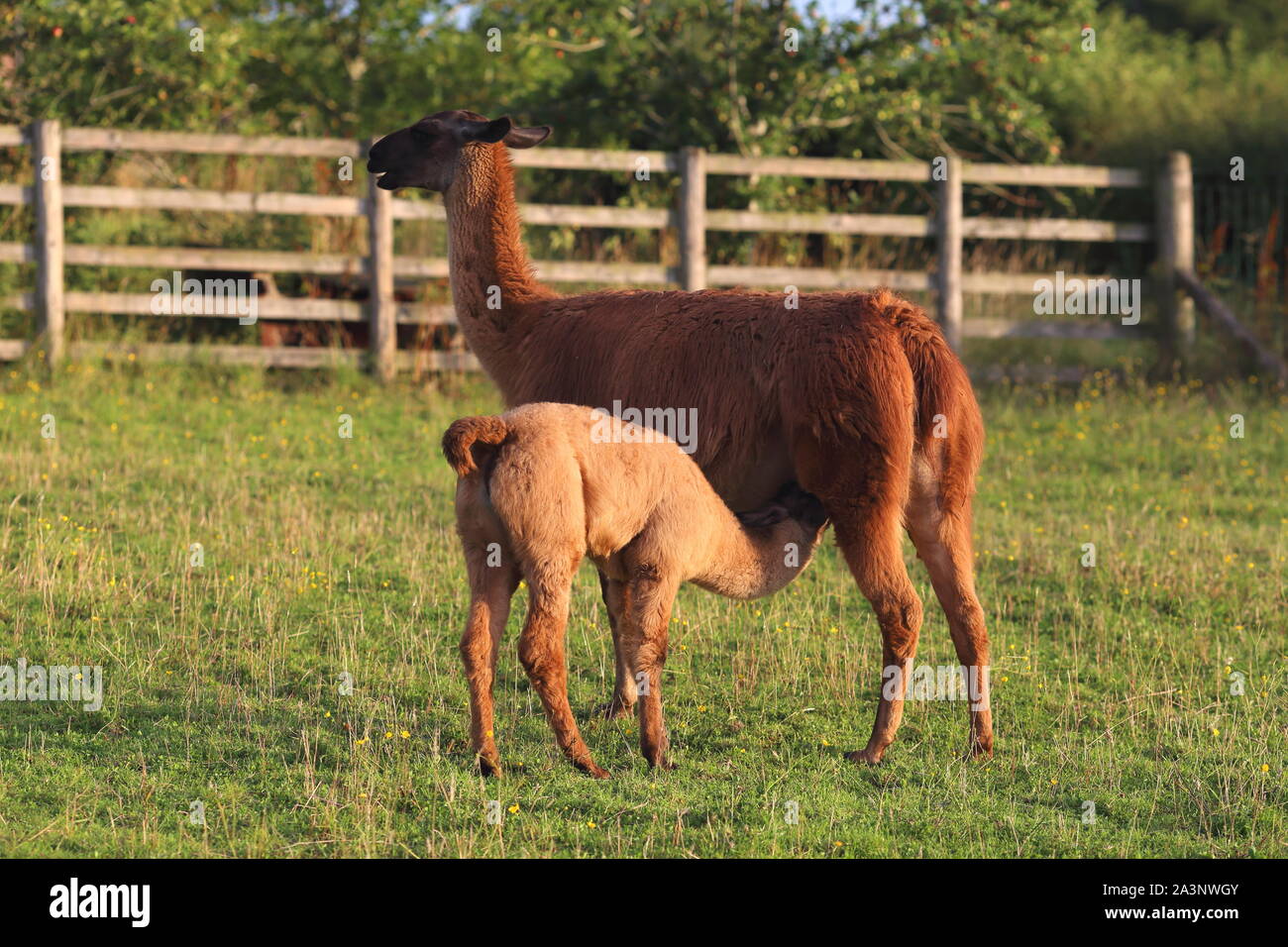 Baby llama mother hi-res stock photography and images - Alamy