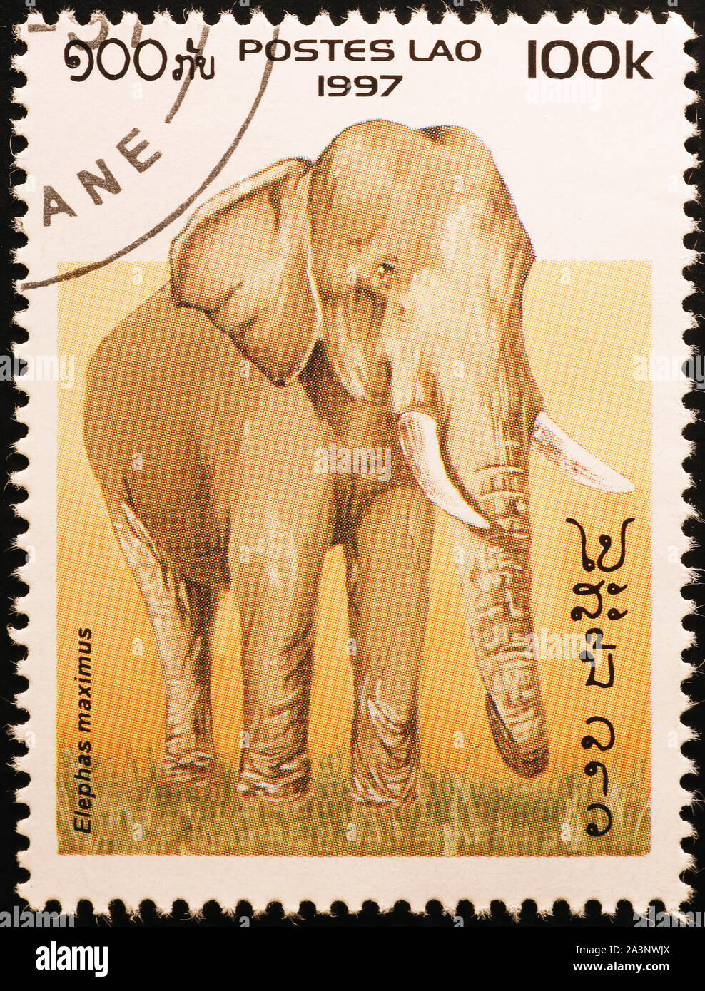 Asia fauna hi-res stock photography and images - Alamy