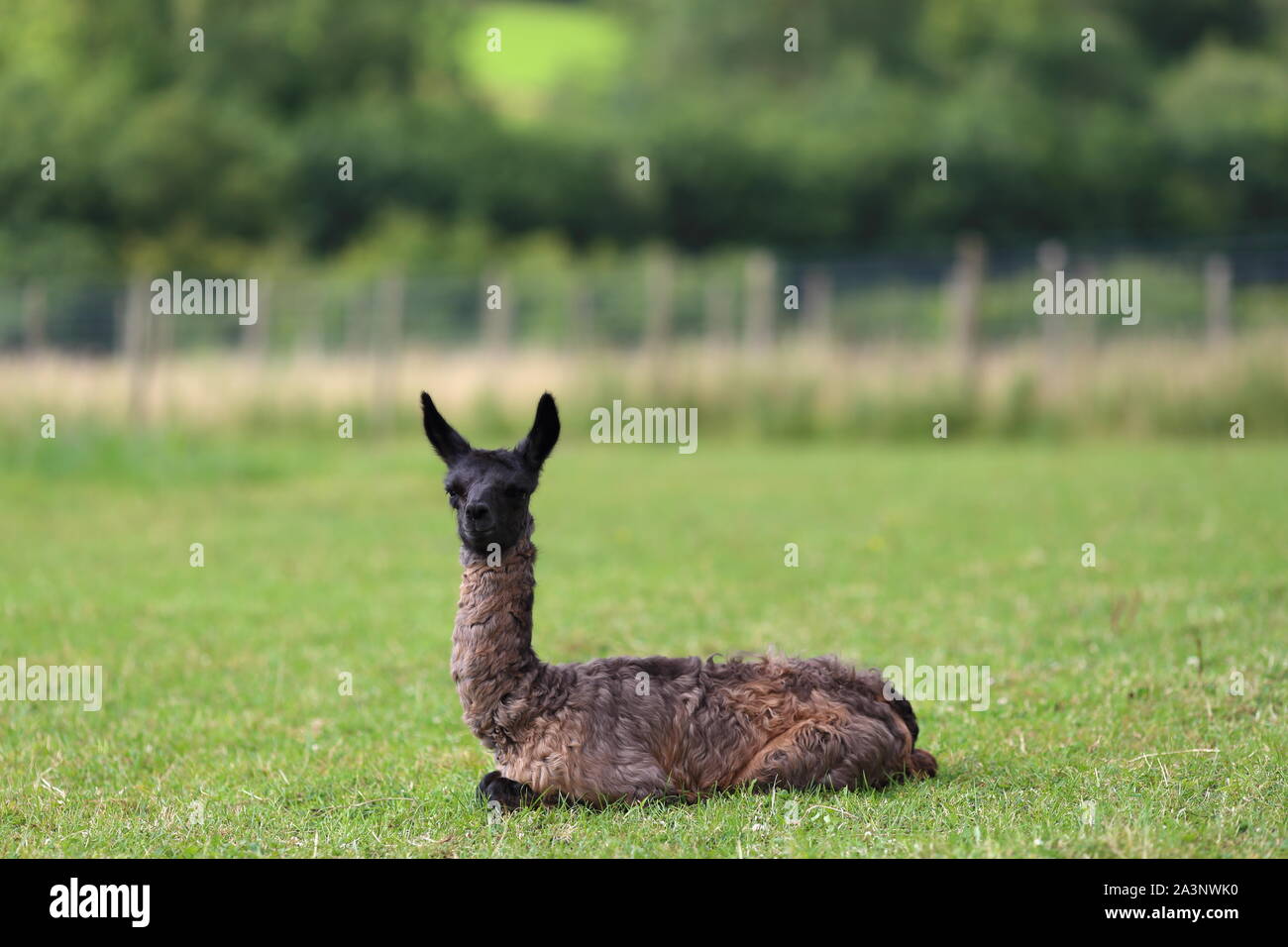 Baby llama hi-res stock photography and images - Alamy