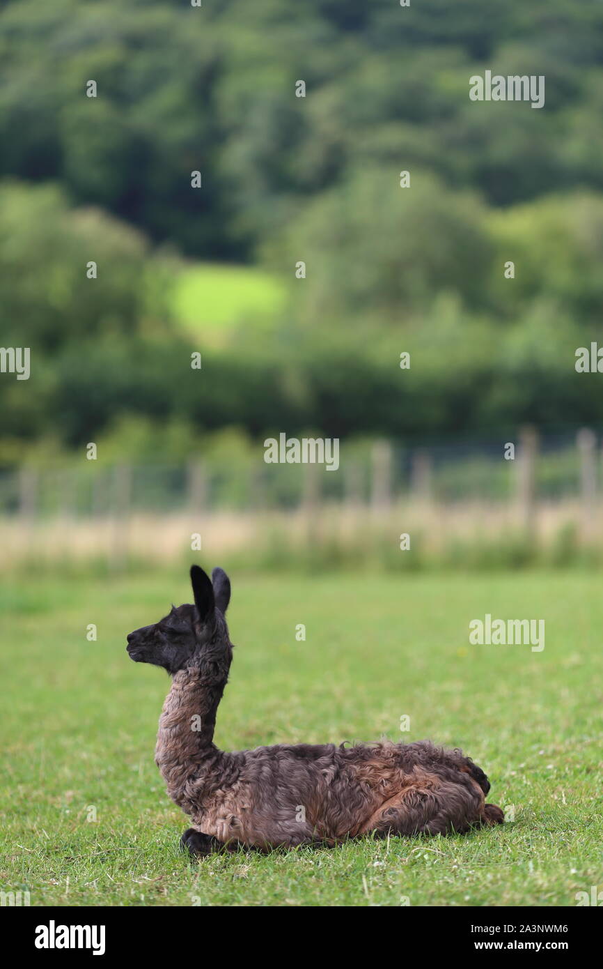 Newborn baby llama, cria, in a field, on a farm, Ewyas Harold ...