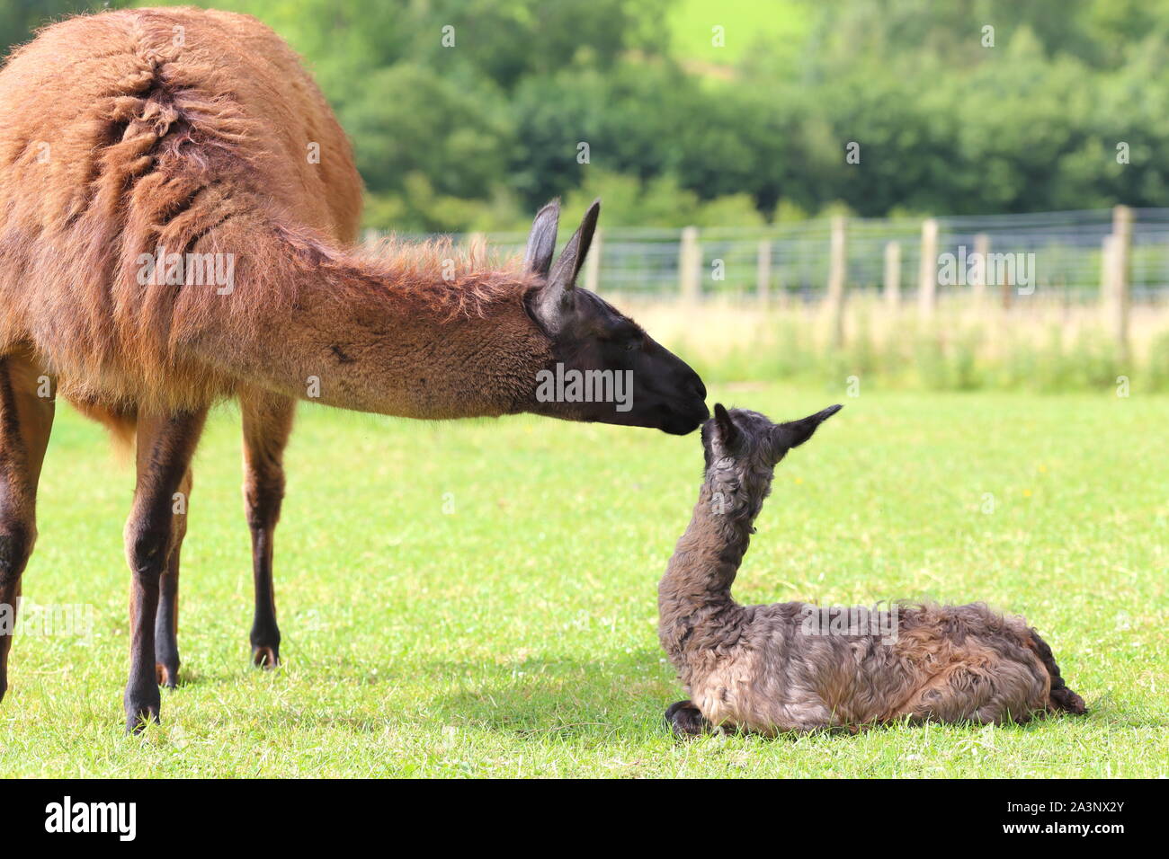 Baby llama hi-res stock photography and images - Alamy