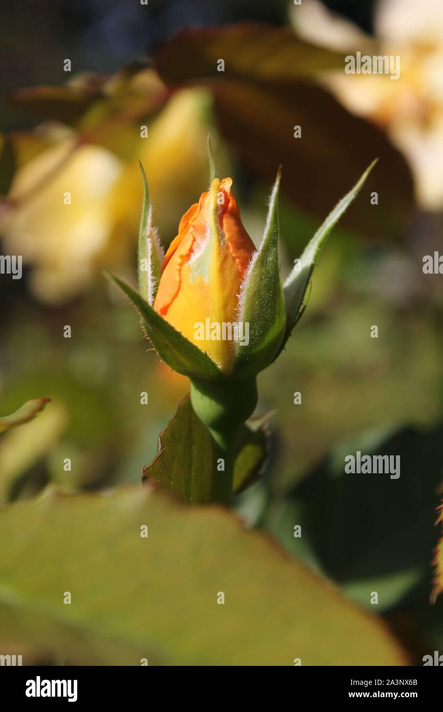 Perfect orange summer rose blossom bud growing in the sunny garden ...