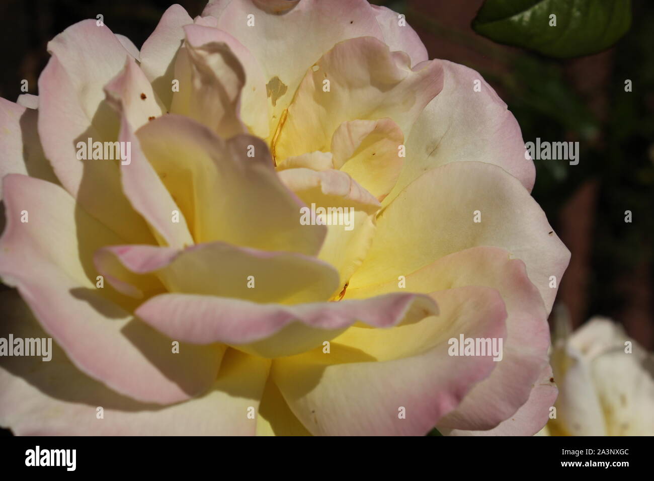 Perfect yellow summer rose blossom growing in the sunny garden Stock ...