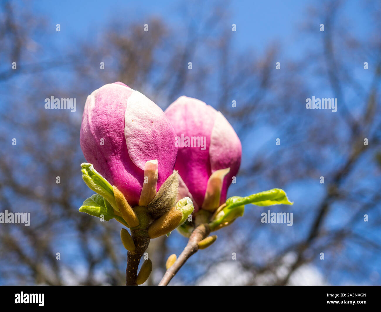 Magnolias texture hi-res stock photography and images - Alamy