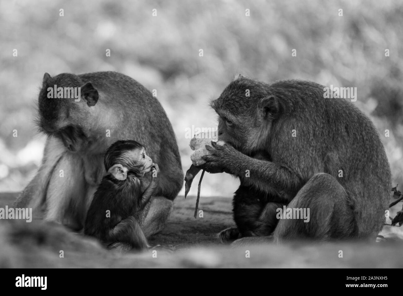 Monkey teaching young hi-res stock photography and images - Alamy