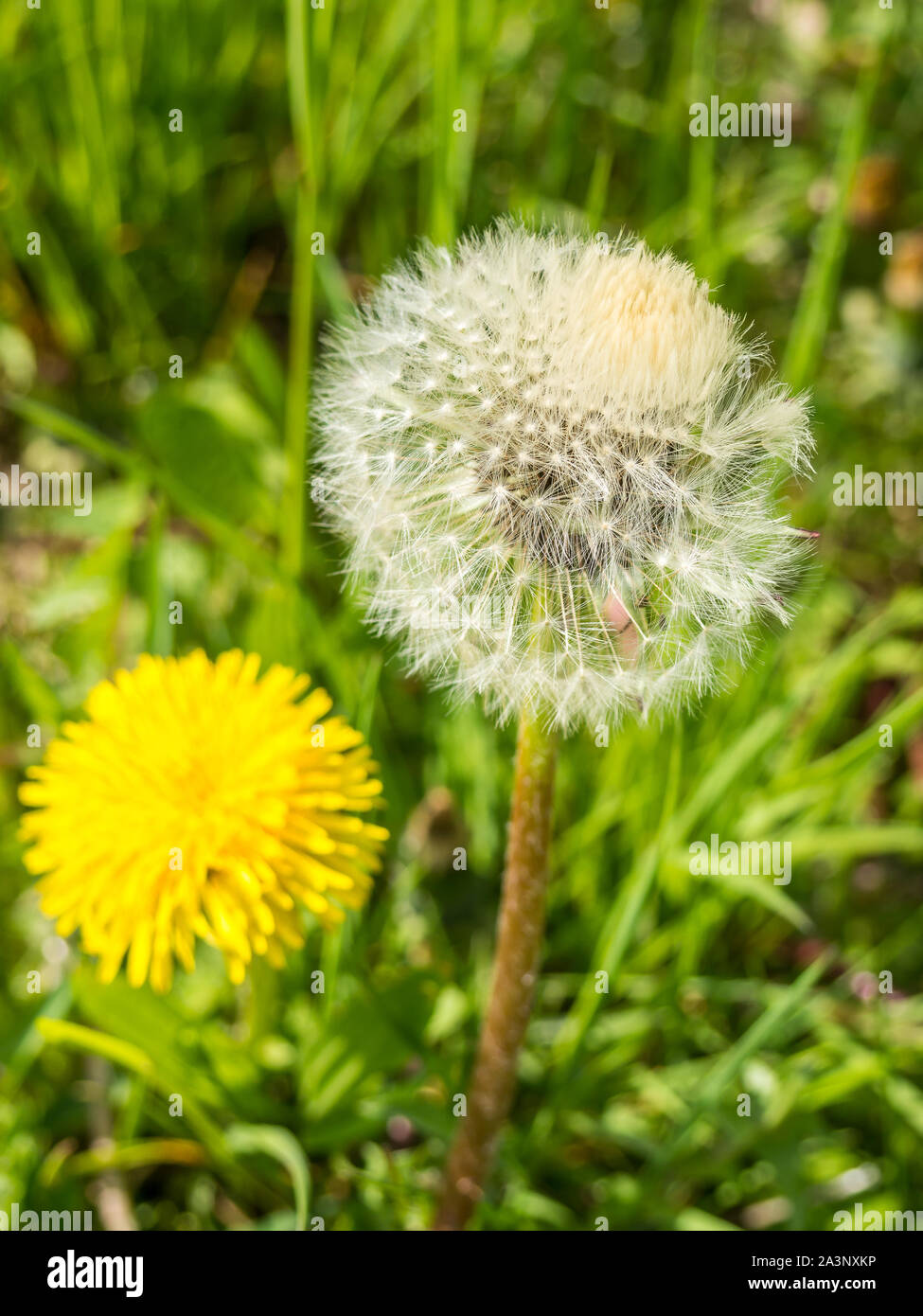 Dandelion Flowers in the Summer Stock Photo - Alamy