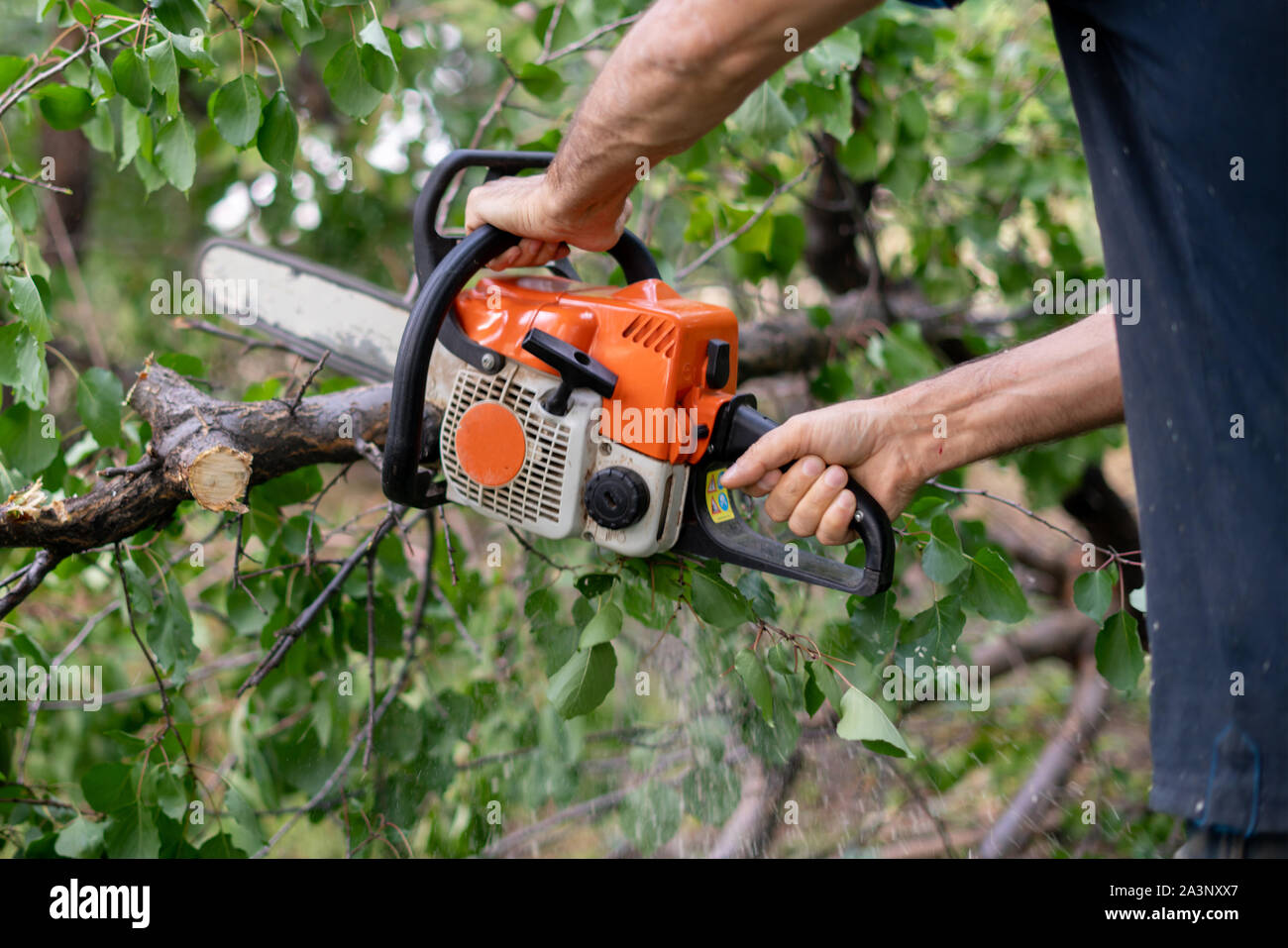 lumberjack with a chainsaw cutting wood trees in action s Stock Photo ...