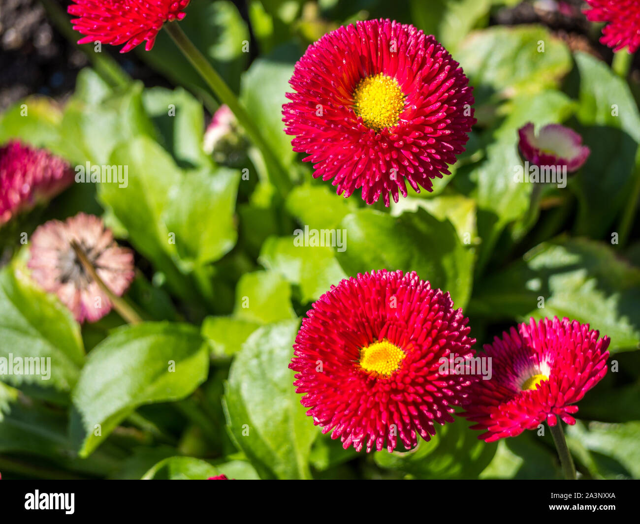 red Bellis perennis in the garden Stock Photo - Alamy